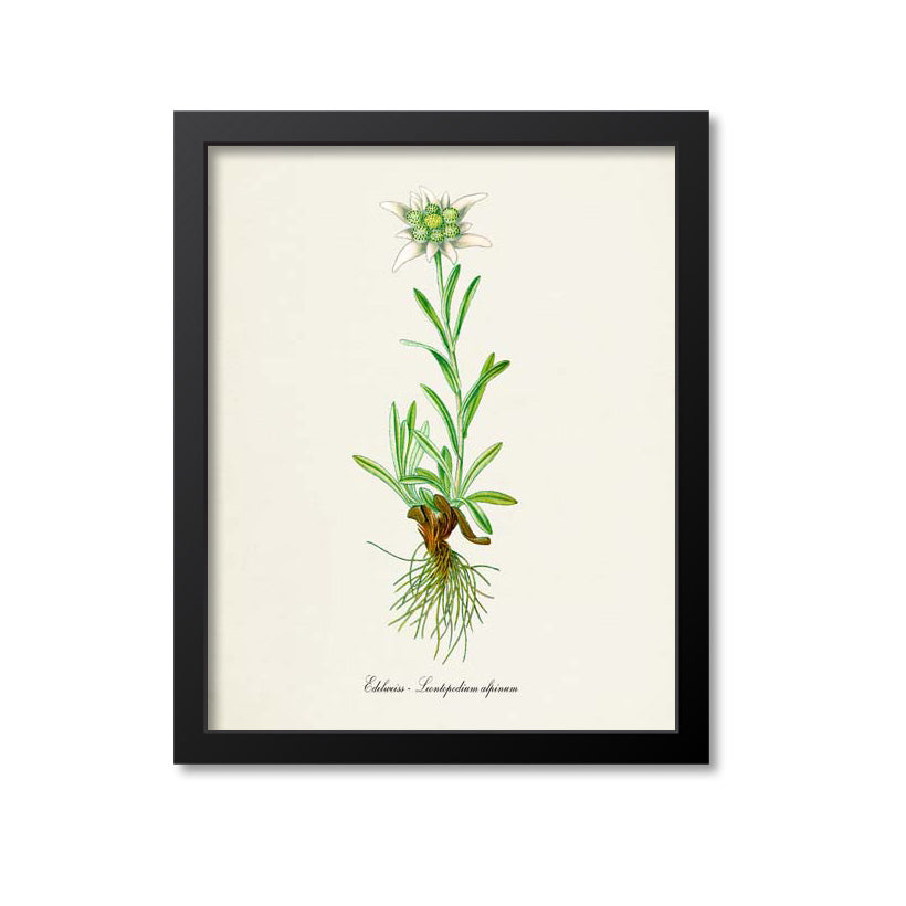 Edelweiss Flower Art Print – Print A Patent